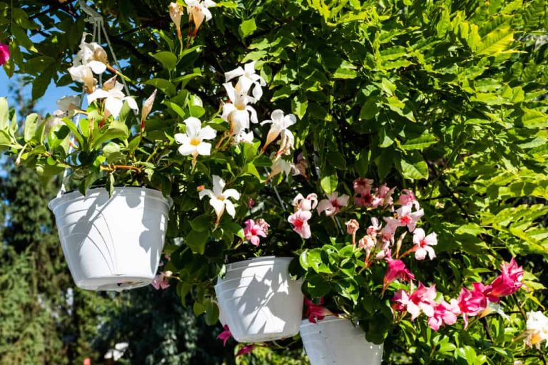 10 Jenis Tanaman Rambat Gantung yang Cantik dan Elegan - Gardens at ...