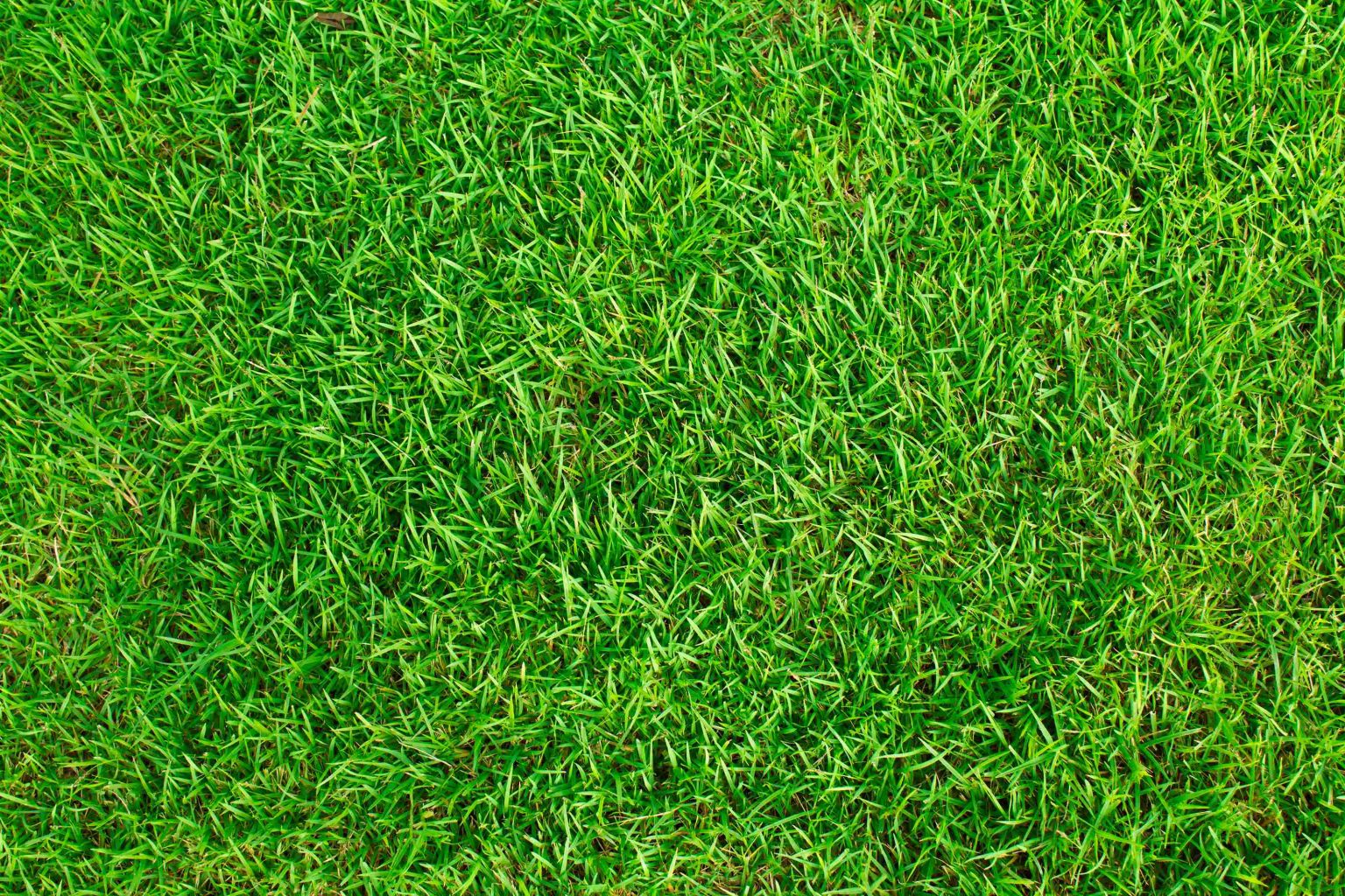 10 Jenis Rumput Taman Terbaik untuk Rumah Anda - Gardens at Candi Sawangan
