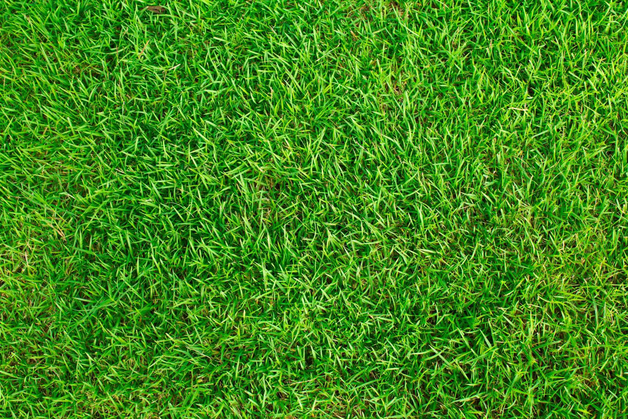 10 Jenis Rumput Taman Terbaik untuk Rumah Anda - Gardens at Candi Sawangan