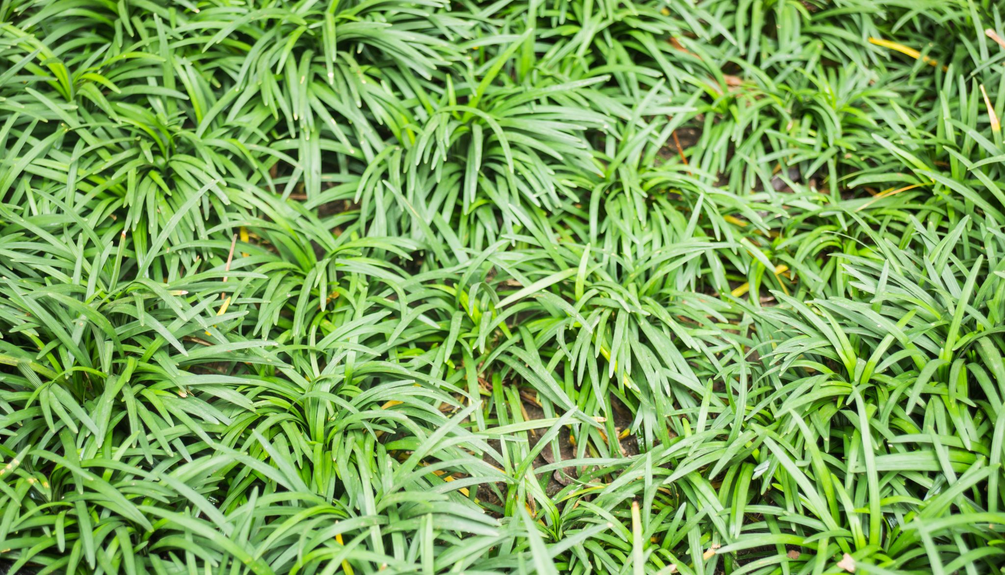10 Jenis Rumput Taman Terbaik untuk Rumah Anda - Gardens at Candi Sawangan